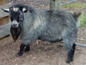 About Pygmy Goats – Tiny Dancers