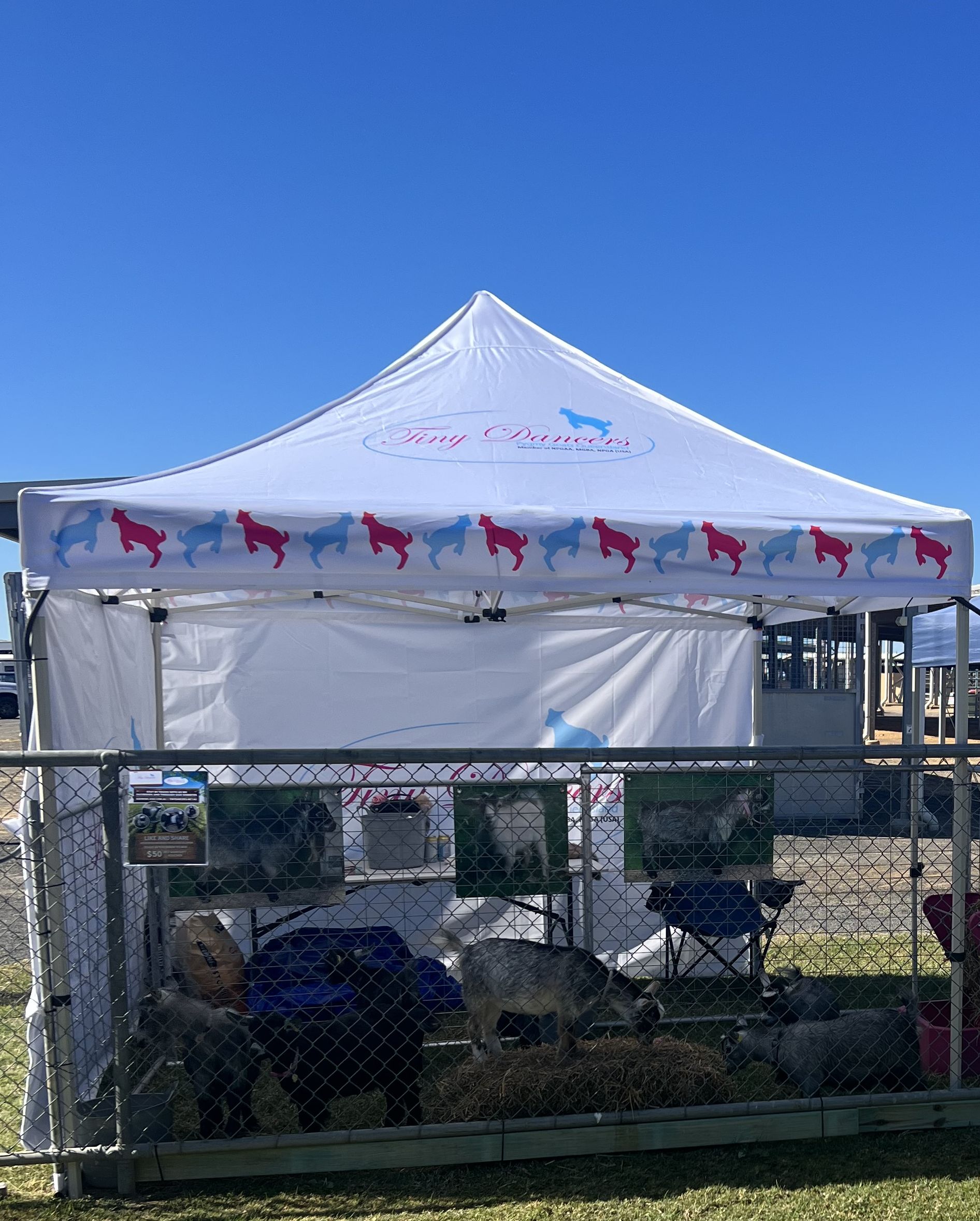 Bundy Show 2023 – Tiny Dancers